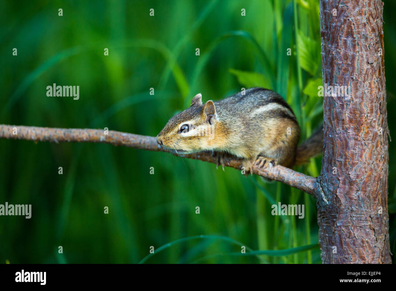 Alarmed eastern chipmunk Stock Photo - Alamy