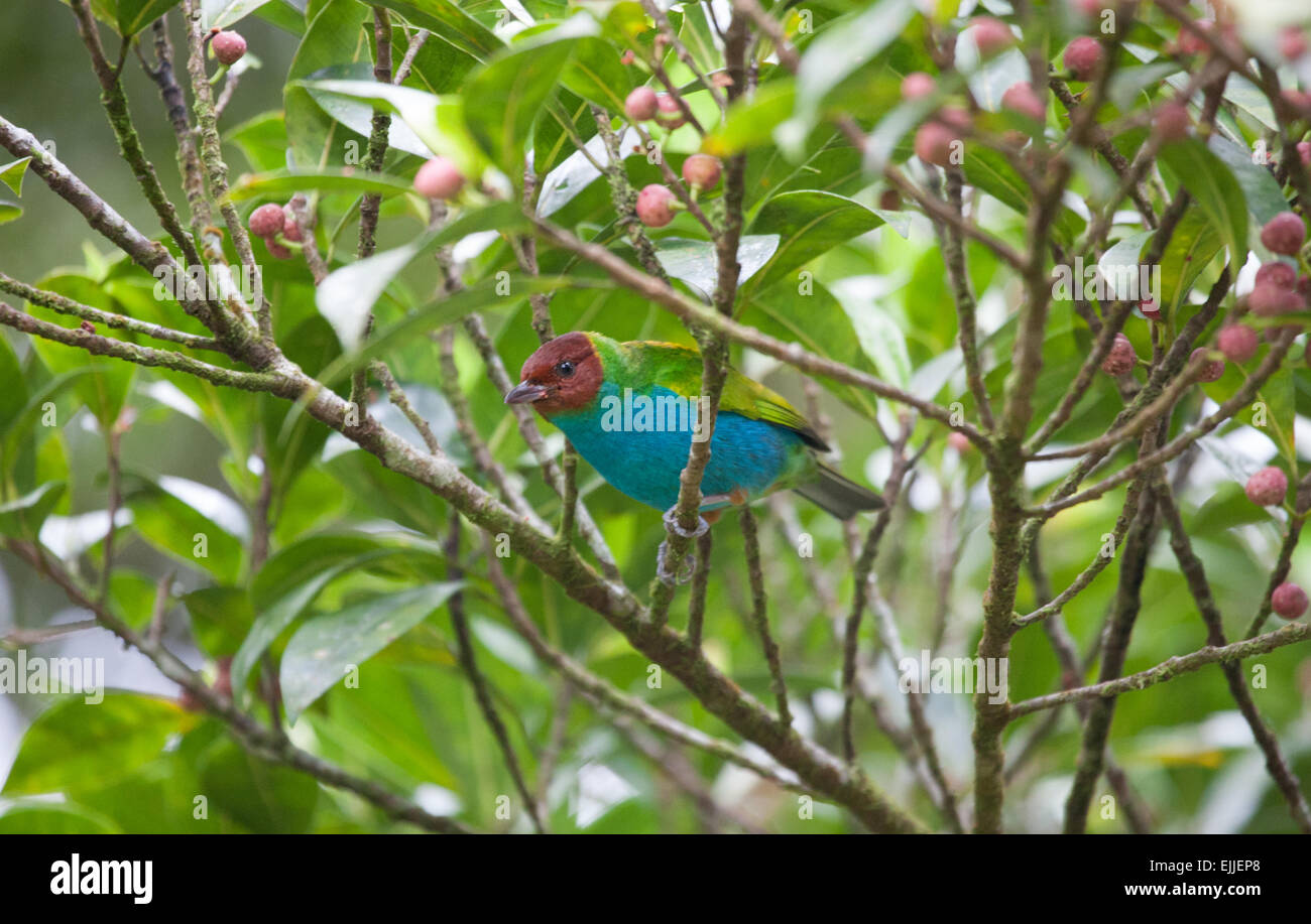 Bay-headed Tanager, Tangara gyrola, in Costa Rica Stock Photo - Alamy
