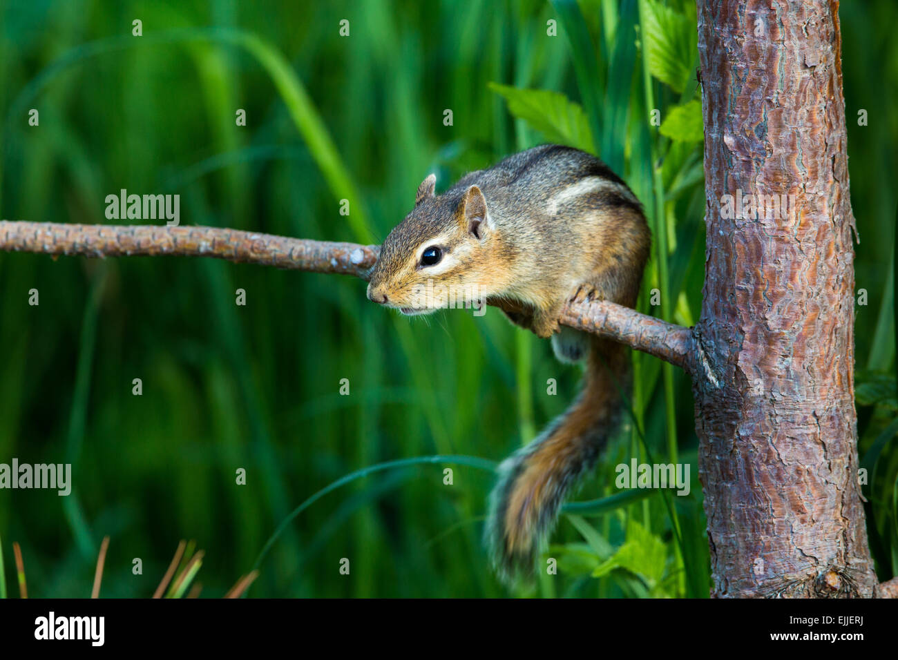 Bird afraid of chipmunk hi-res stock photography and images - Alamy