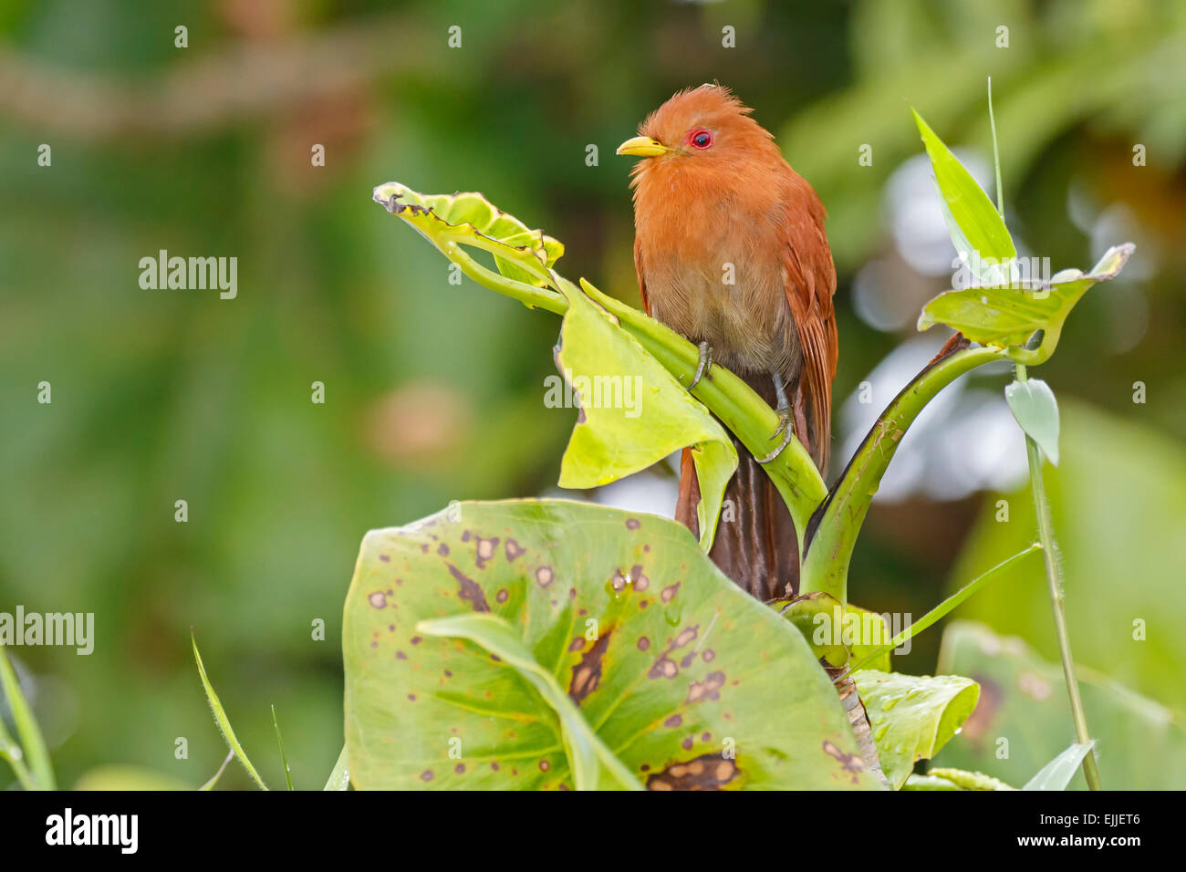 Little Cuckoo (Coccycua minuta) perchd along the Mahaicony River ...