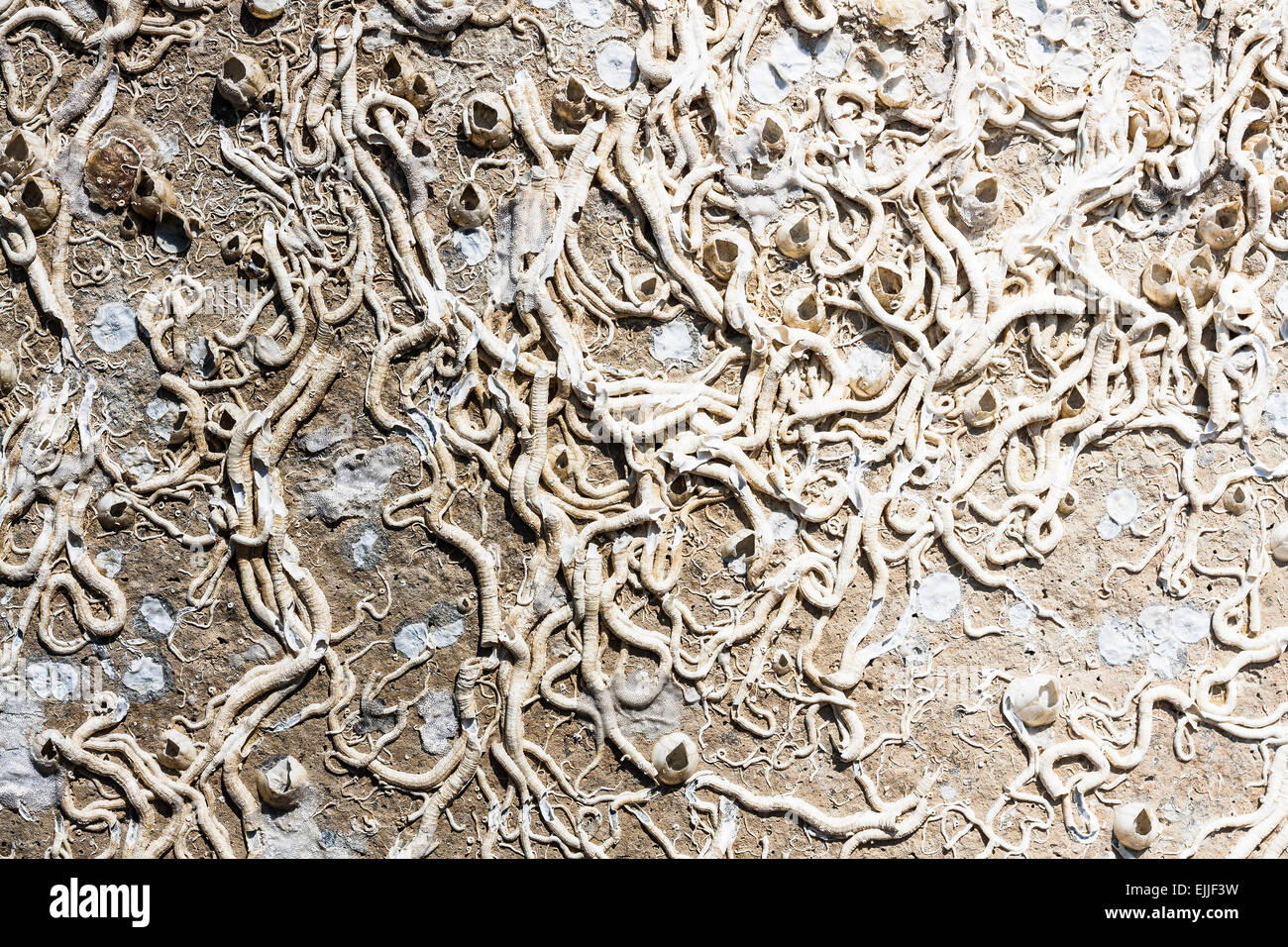 Marine life forms hi-res stock photography and images - Alamy