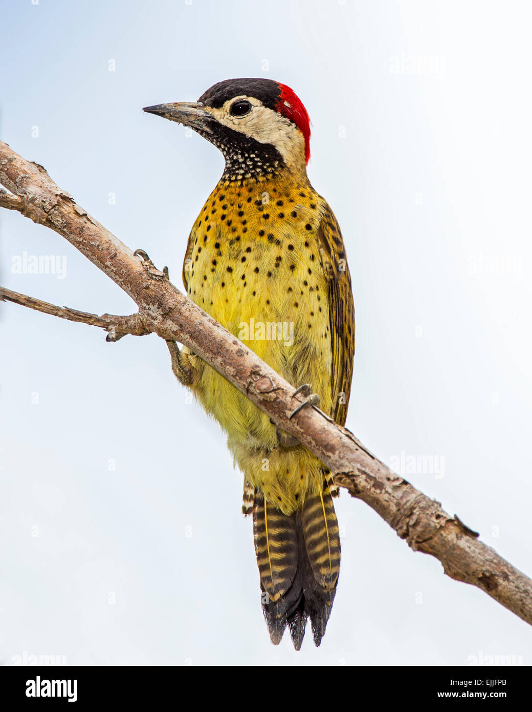 Spot-breasted Woodpecker (Colaptes punctipectus) female at Abary ...
