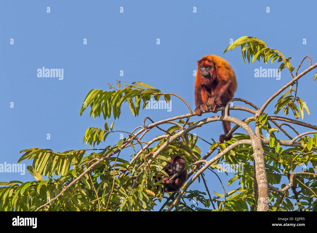 Red howler monkey guyana hi-res stock photography and images - Alamy