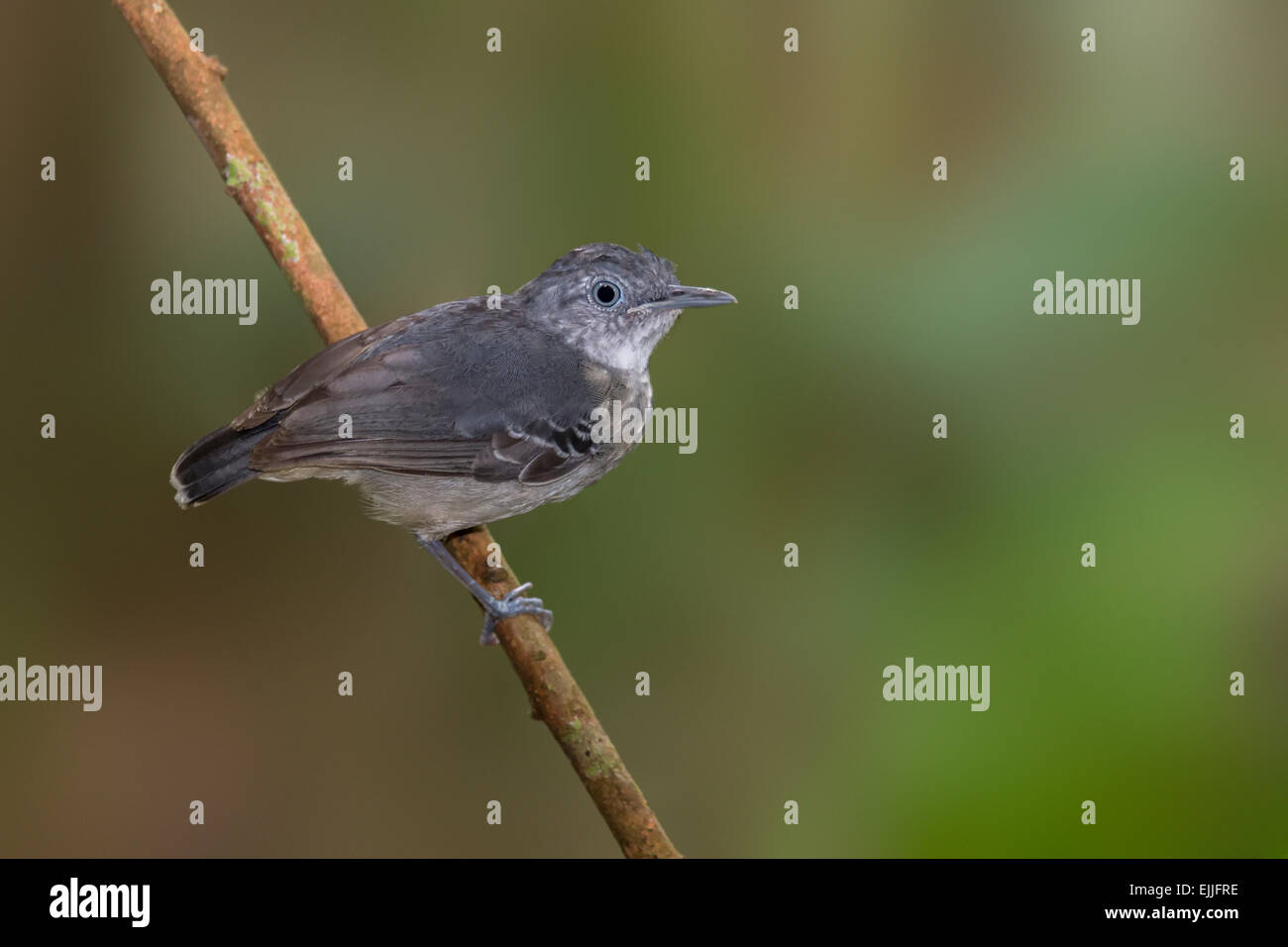 Antbird hi-res stock photography and images - Alamy