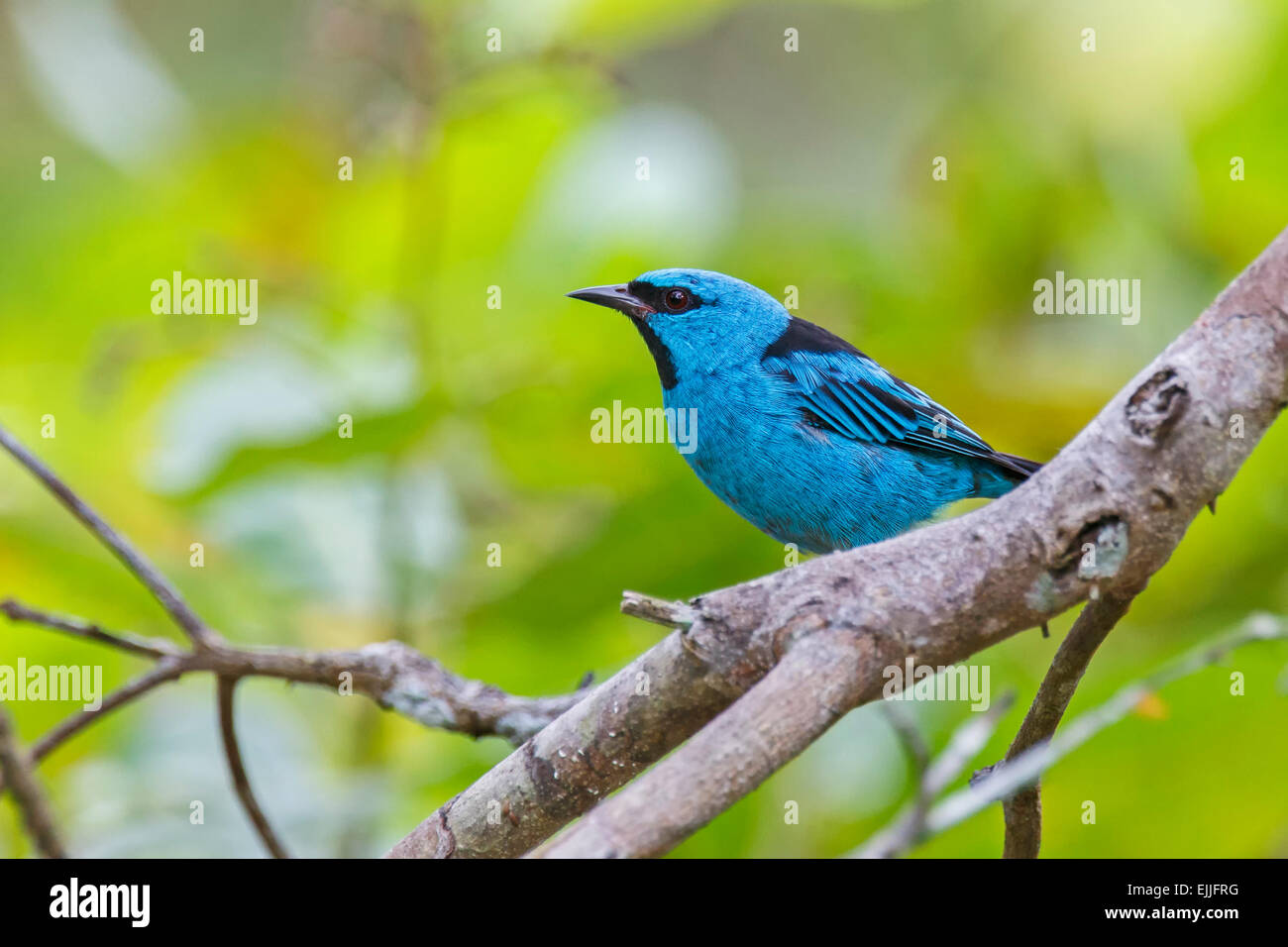 Blue Dacnis (Dacnis cayana) male, aka Turquoise Honeycreeper at Pandama ...