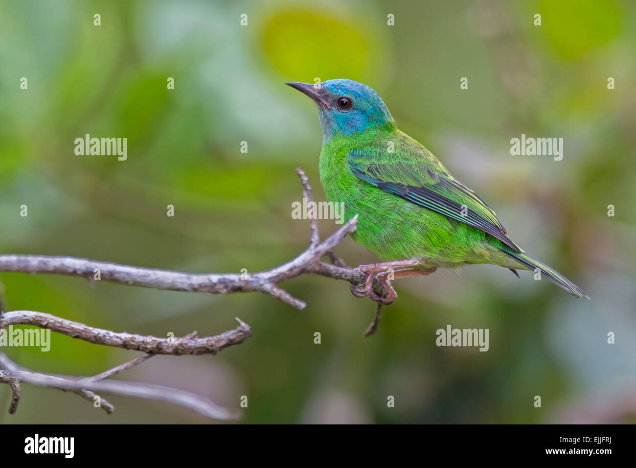 Blue Dacnis (Dacnis cayana) female, aka Turquoise Honeycreeper at ...