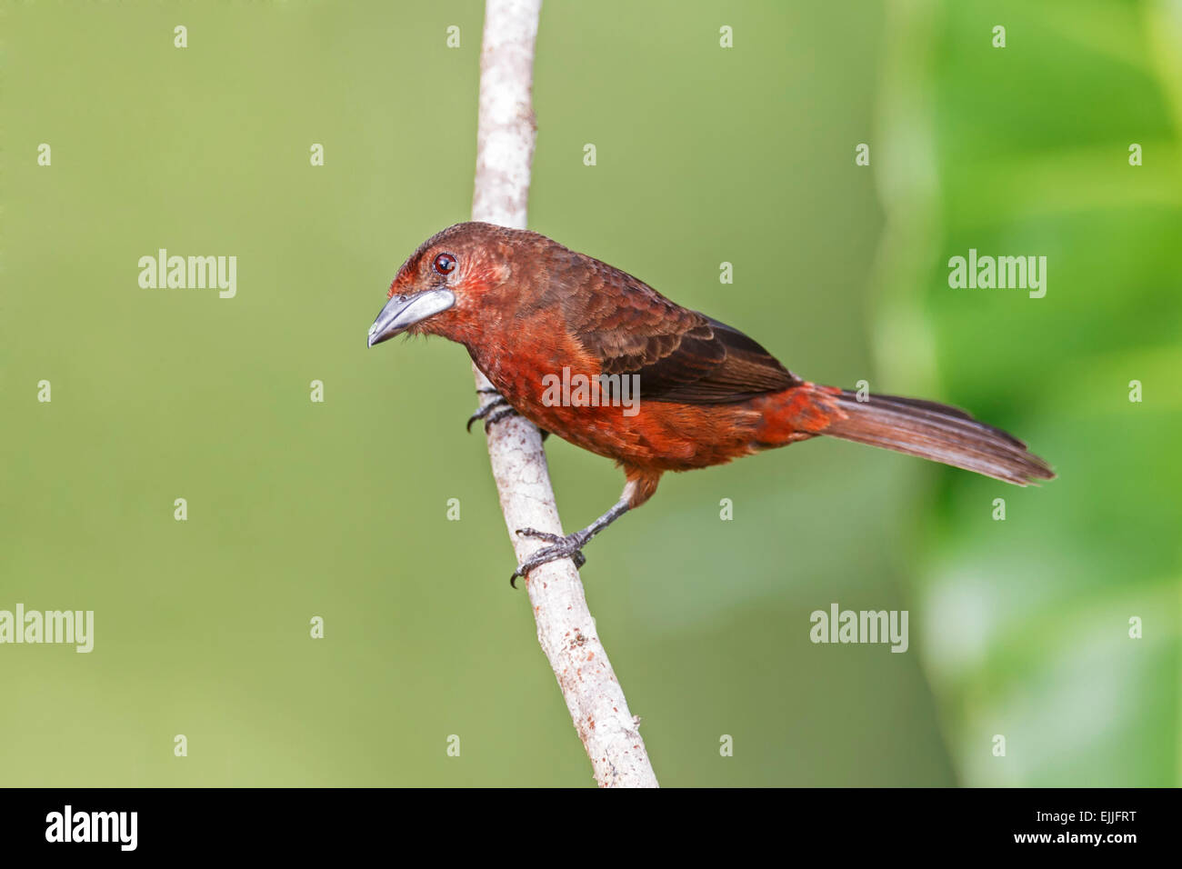 Silver-beaked Tanager (Ramphocelus carbo) female at Pandama Retreat ...