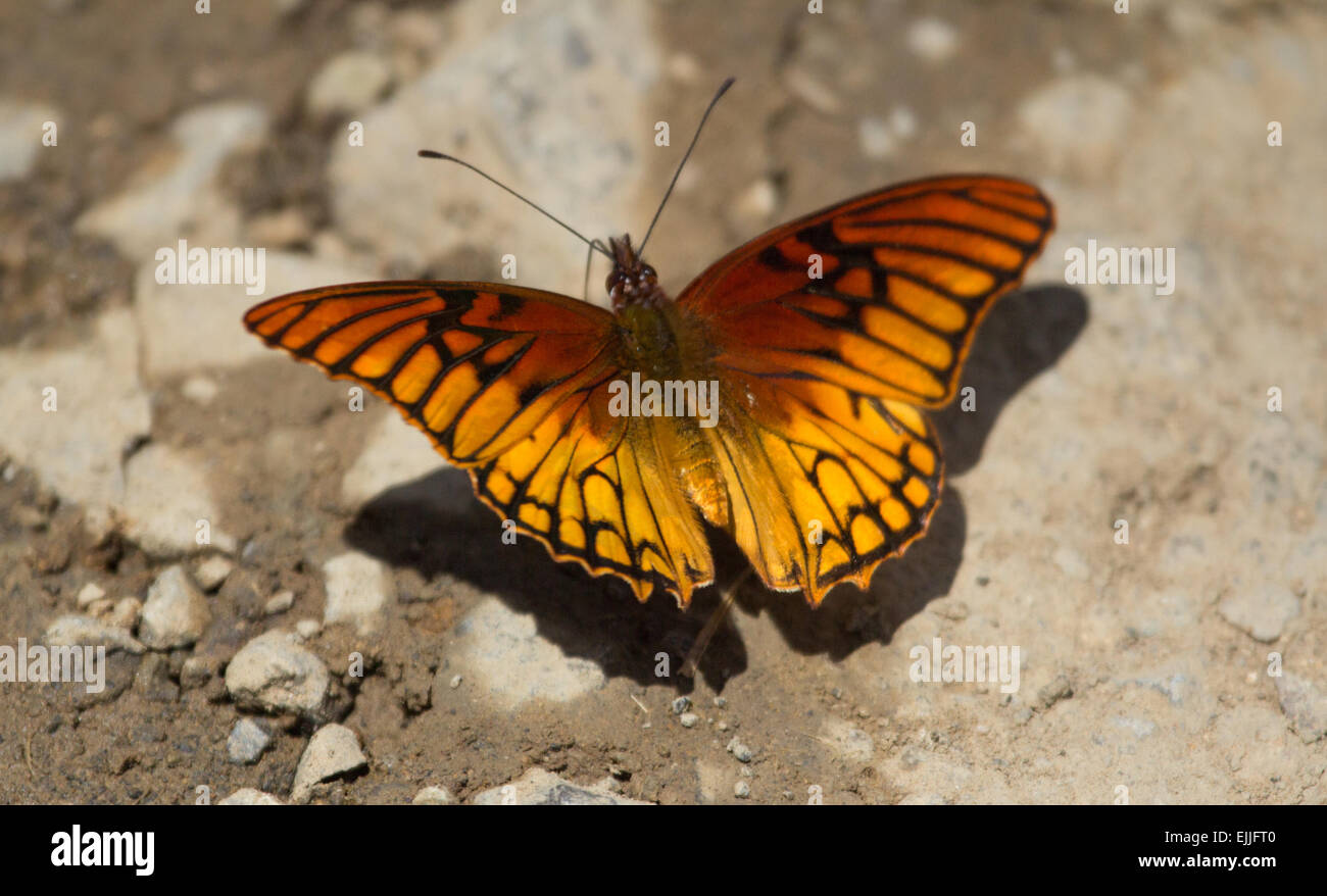 Silverspot silverspot hi-res stock photography and images - Alamy