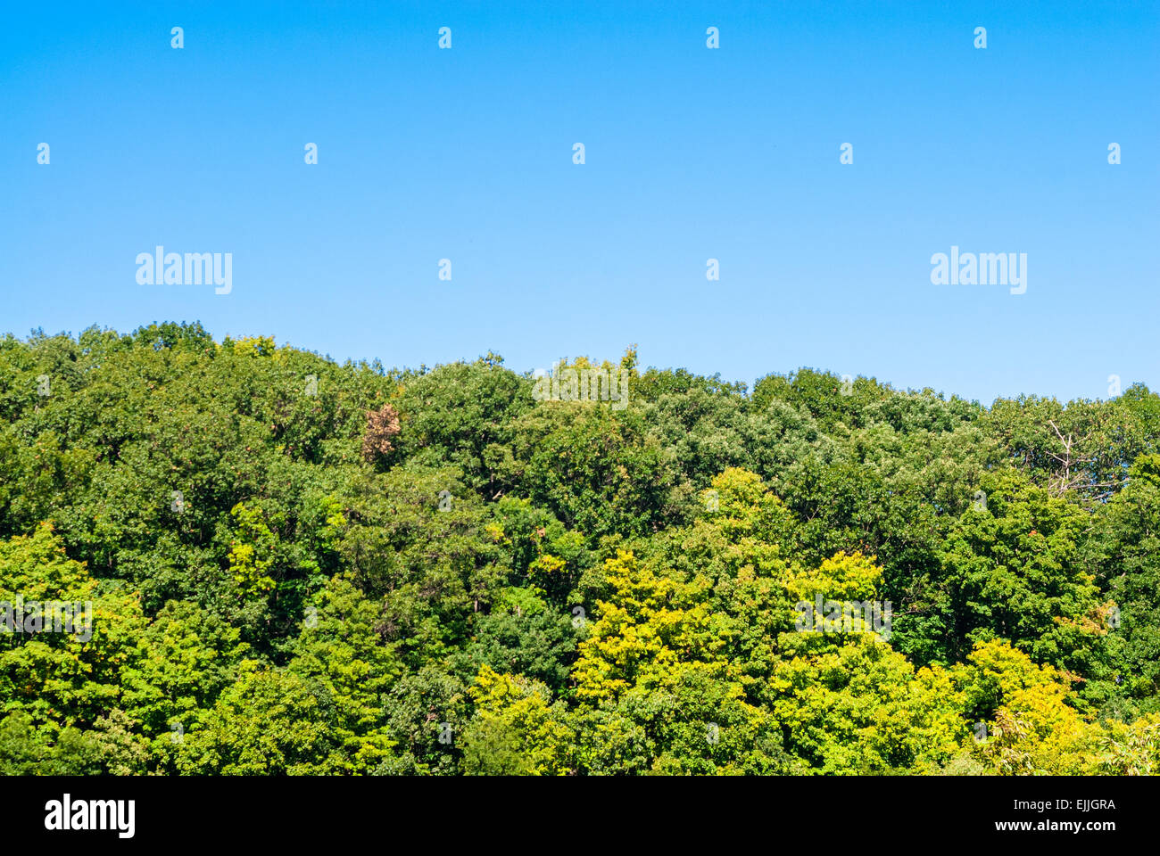 Lush green forest tree line against clear blue sky Stock Photo - Alamy