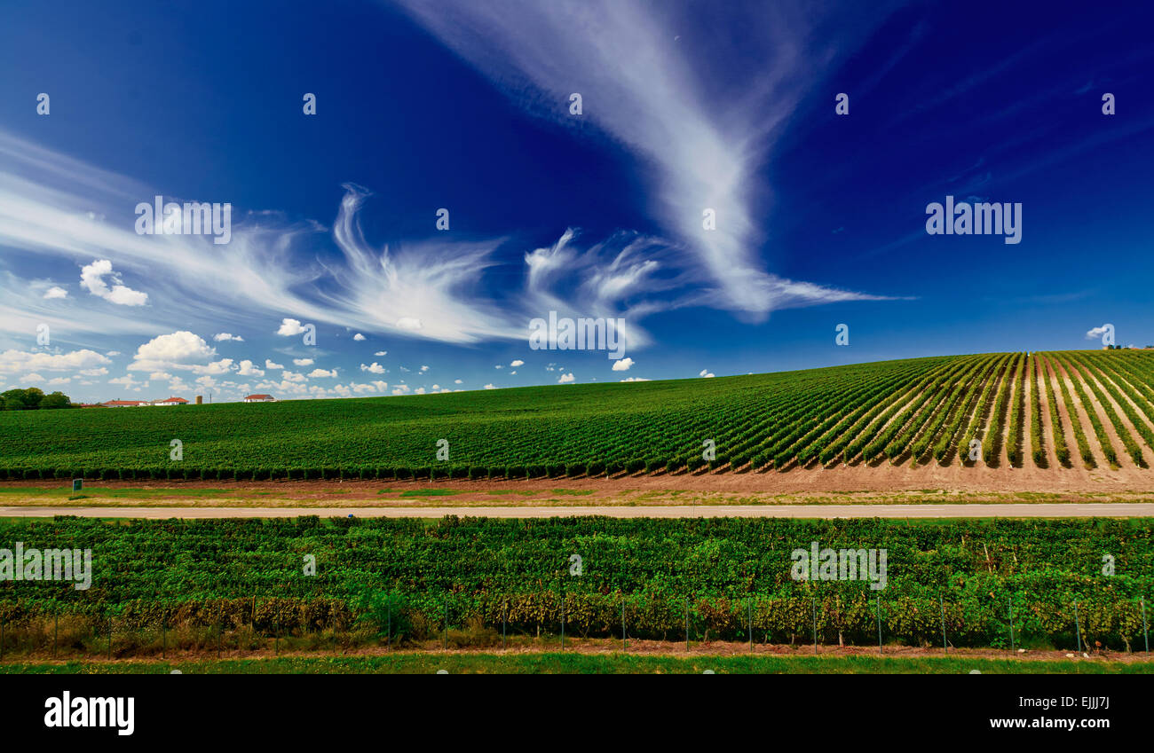 Vineyard landscape in Recas, Romania Stock Photo - Alamy
