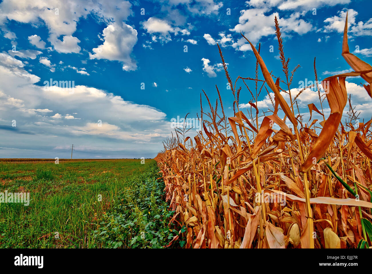 Yellow corn field with blue sky at the end of summer Stock Photo - Alamy