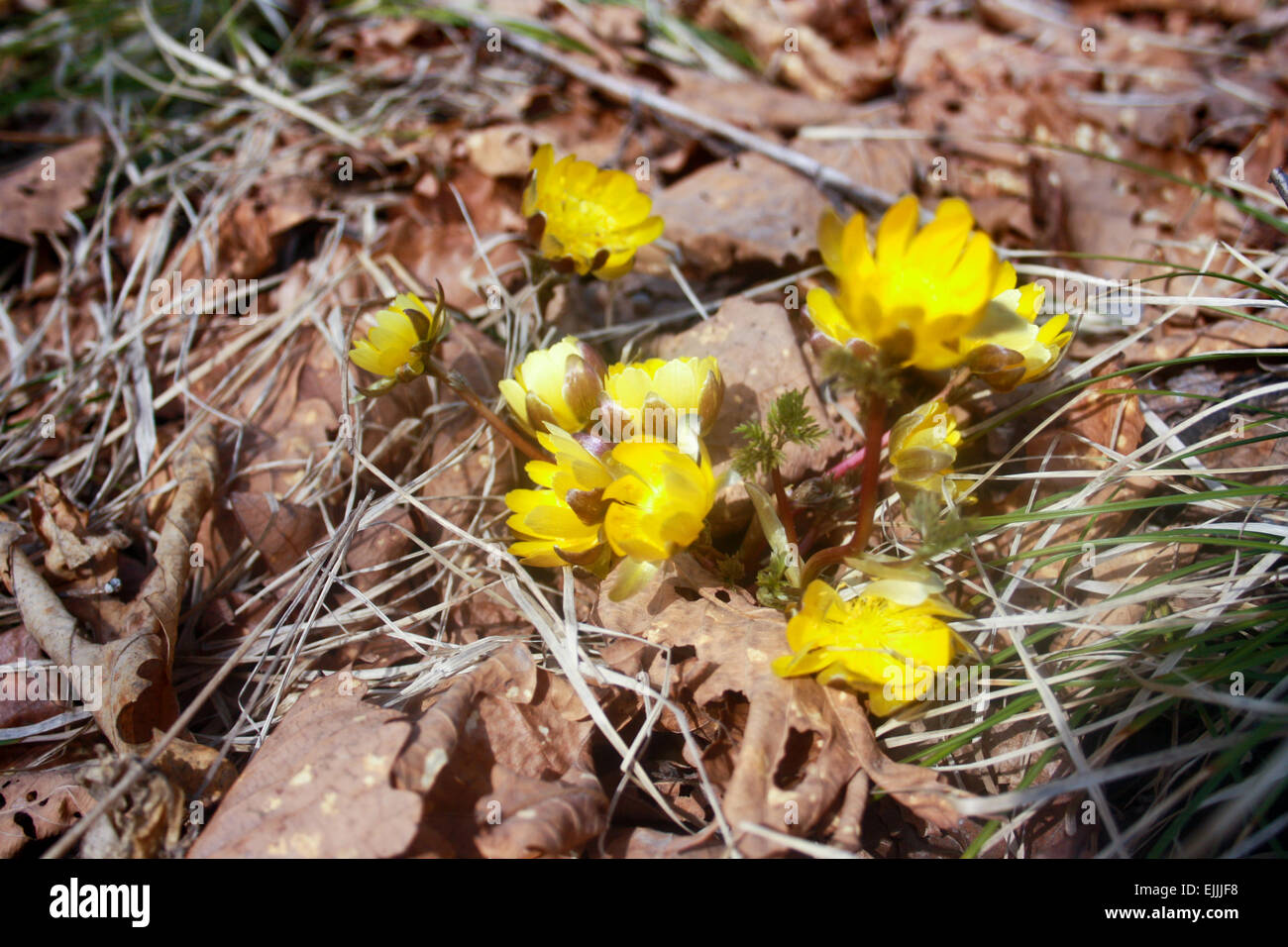 from under the snow came the first flowers - primrose Galanthus Stock ...