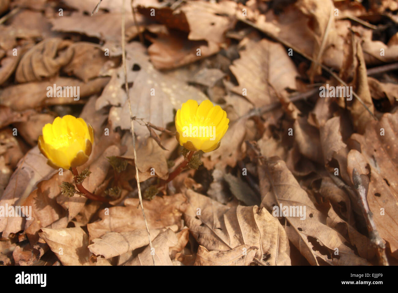 from under the snow came the first flowers - primrose Galanthus Stock ...