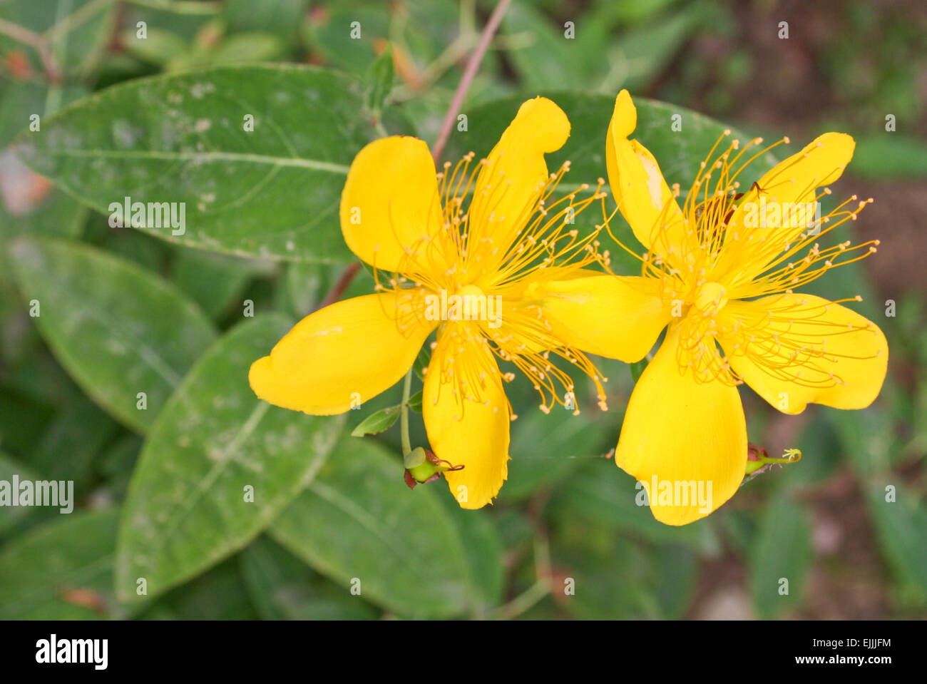 Hype'ricum montanum - solar flower Stock Photo - Alamy