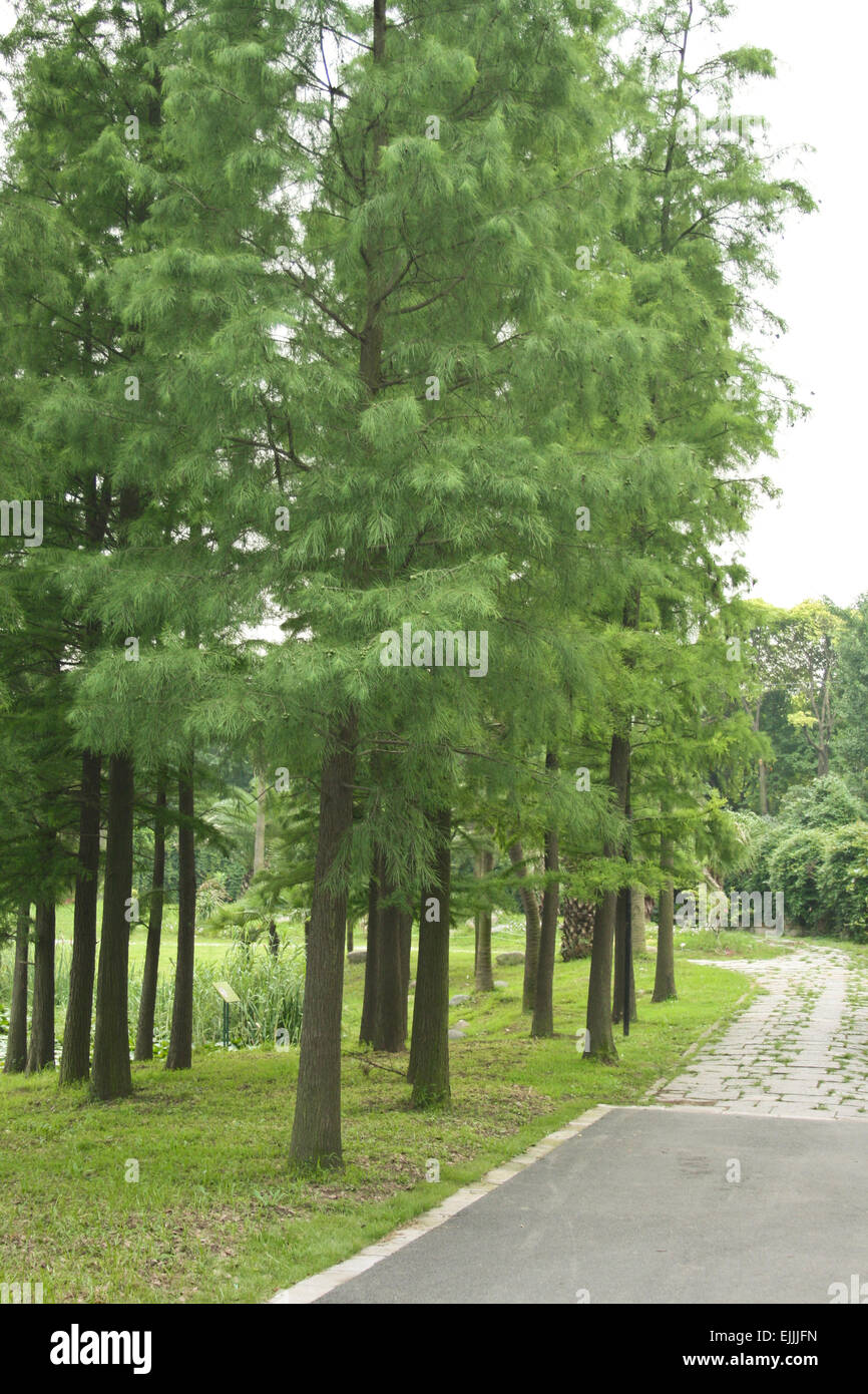 Sample conifer hi-res stock photography and images - Alamy