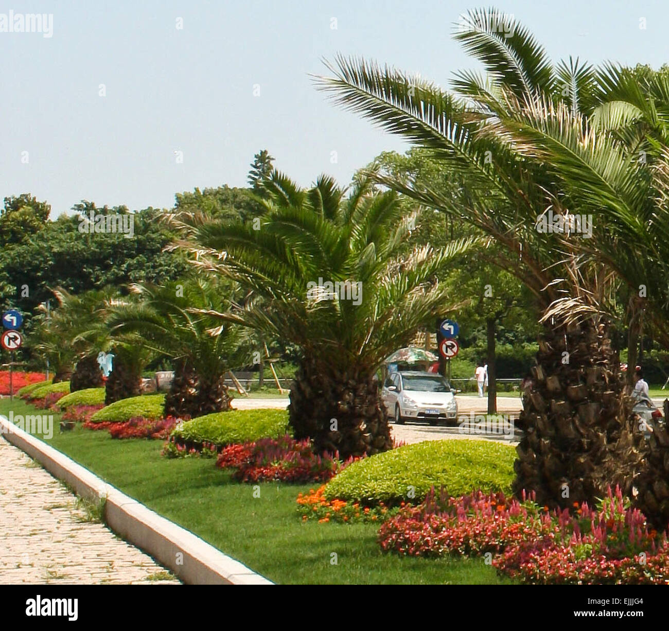 alley park with palm trees Stock Photo - Alamy