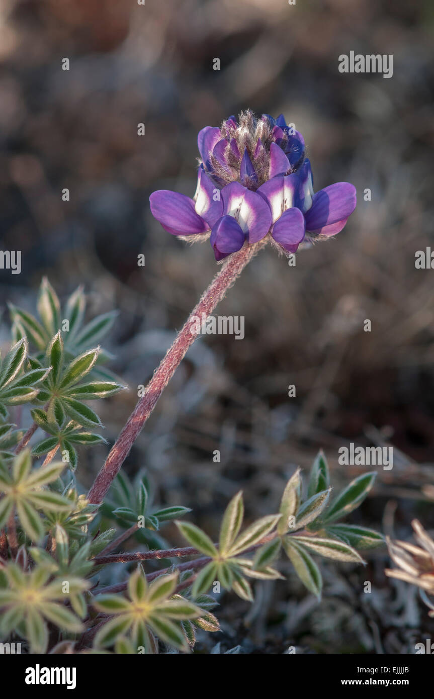 Lupinus polycarpus Small lupine, Olympic National Park, Washington, USA ...