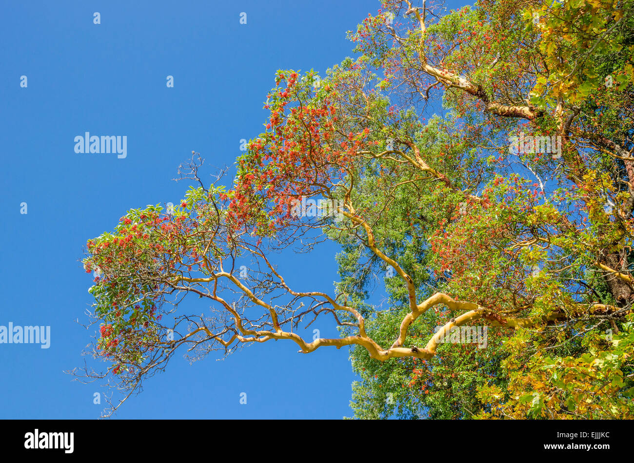 Madrone tree hi-res stock photography and images - Alamy