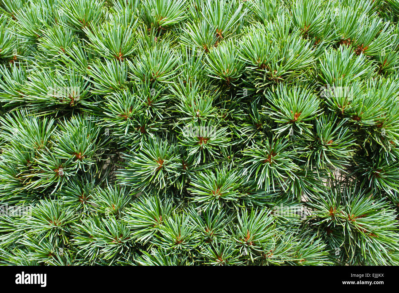 thick needles, decorative cedar Stock Photo - Alamy