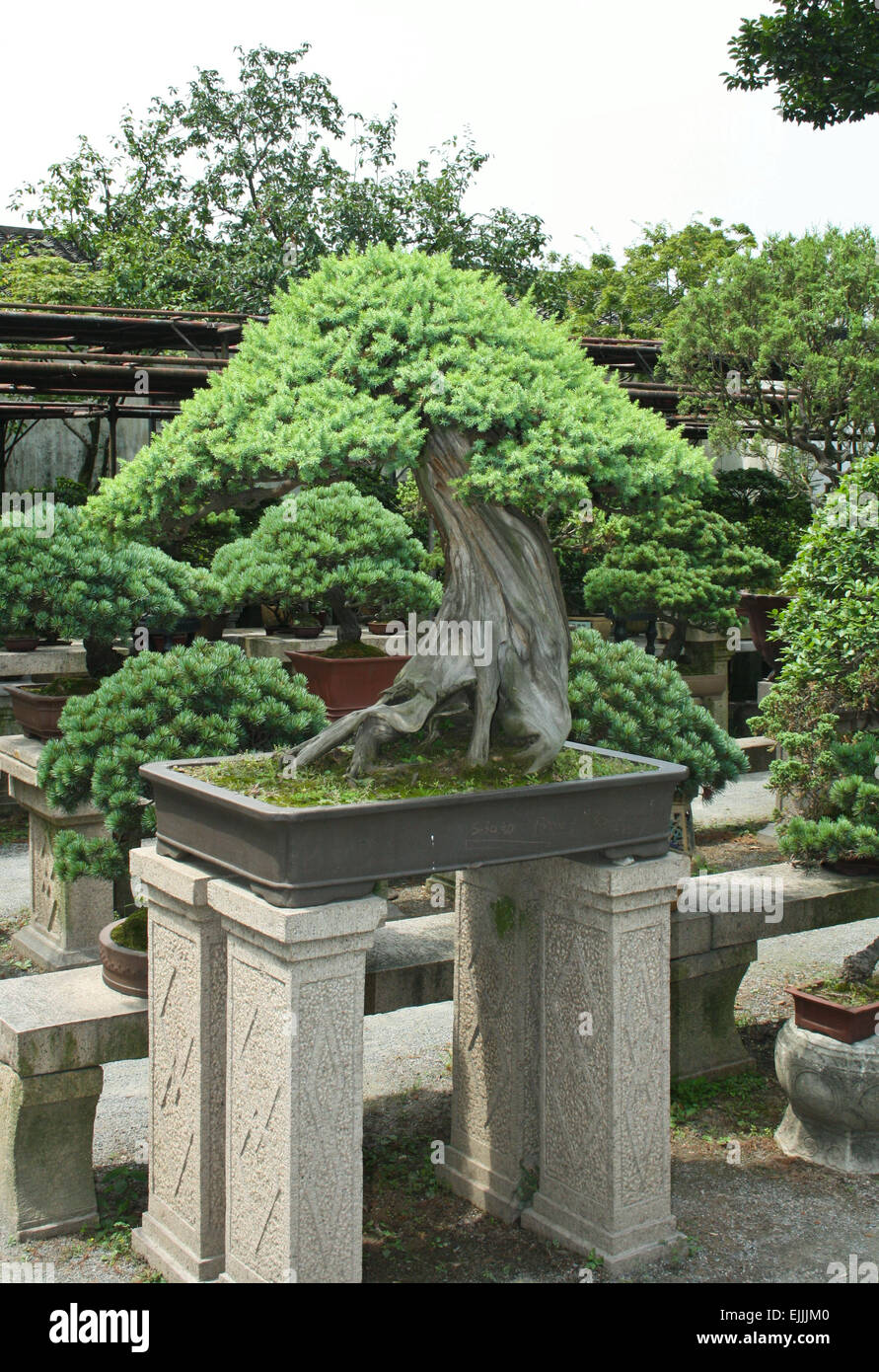 Cedar bonsai hi-res stock photography and images - Alamy
