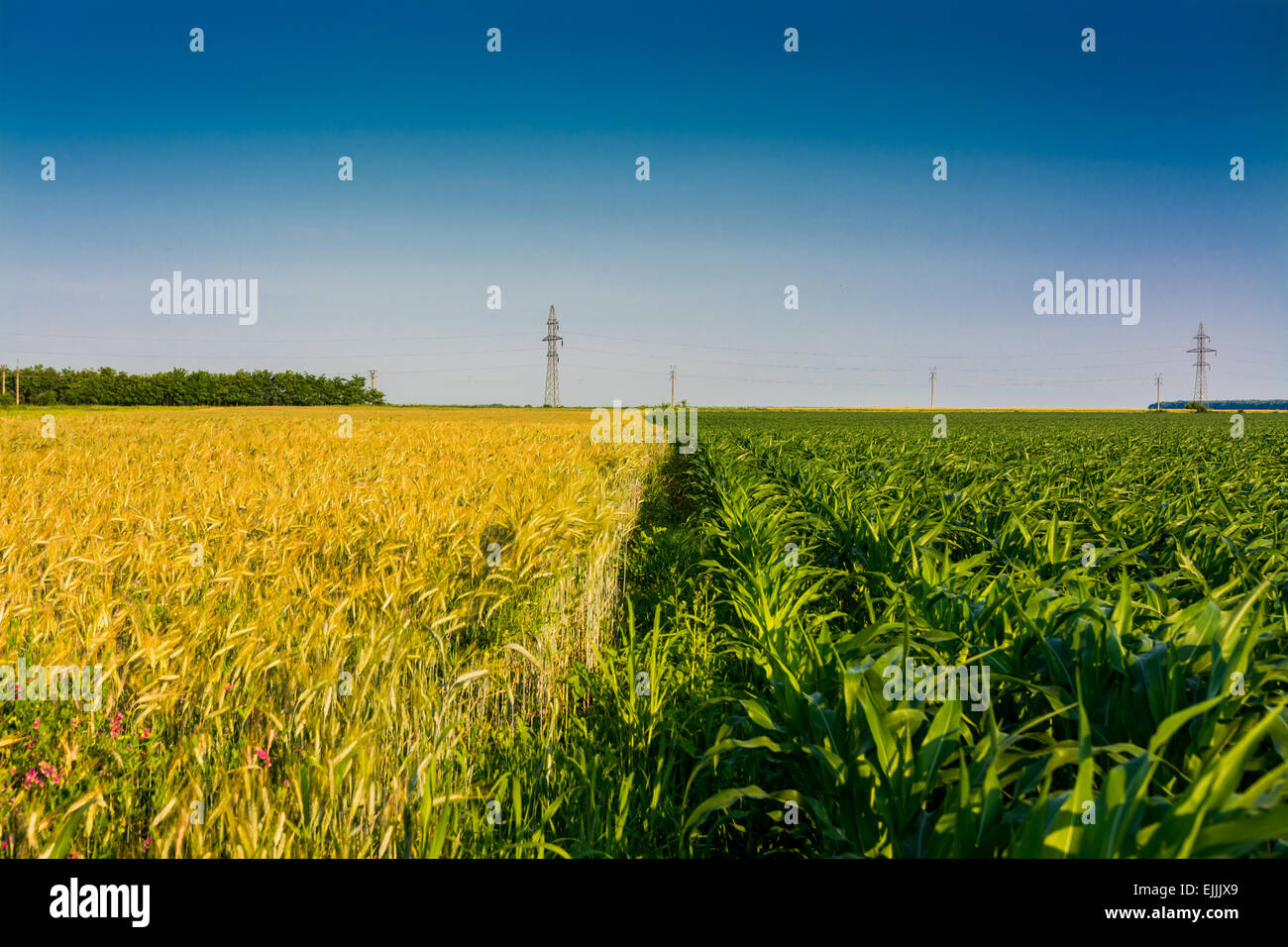 Half corn and half wheat field Stock Photo - Alamy