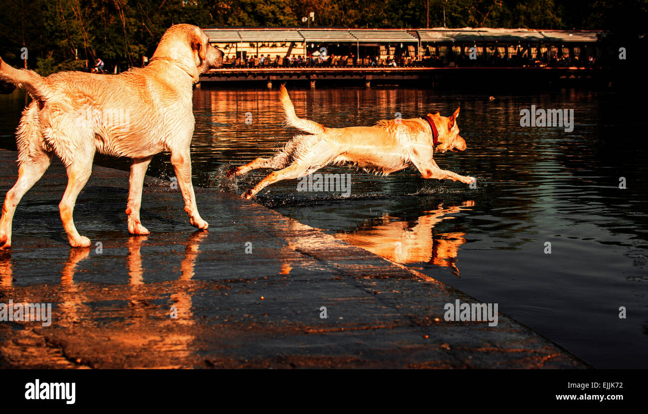 Dog Jumping Into Water High Resolution Stock Photography and Images - Alamy
