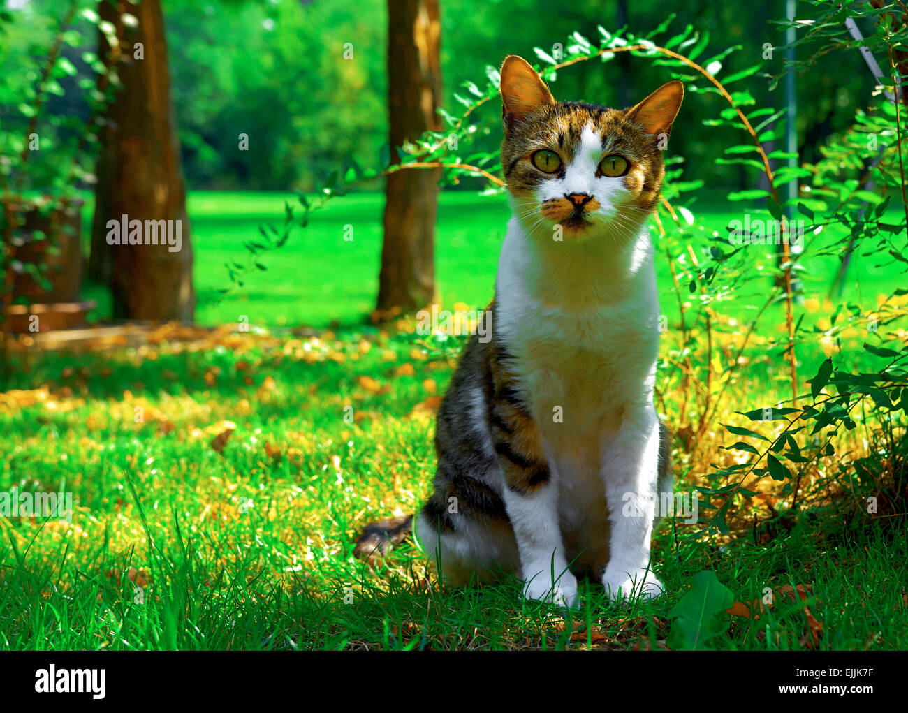 Focused cat in green grass Stock Photo - Alamy