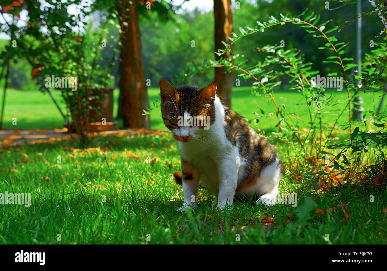 Focused cat in green grass Stock Photo - Alamy