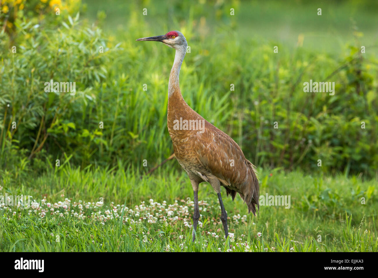 Mature crane hi-res stock photography and images - Alamy