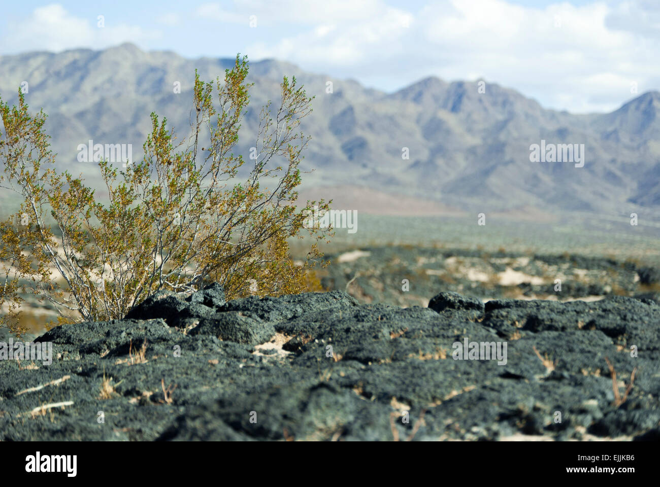 Desert floor rocks hi-res stock photography and images - Alamy
