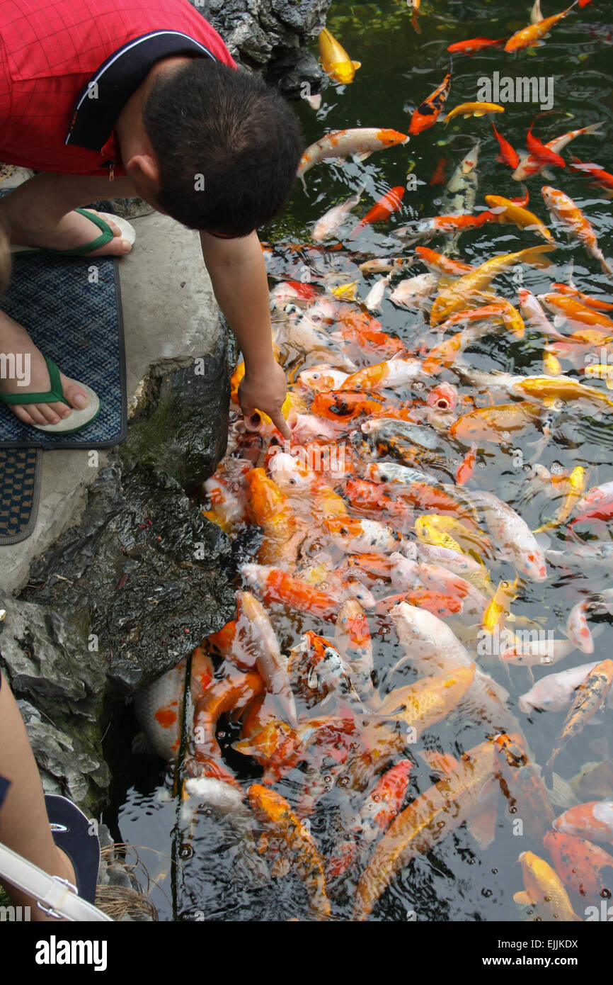 carp fish in the pond of the old park of China Stock Photo - Alamy