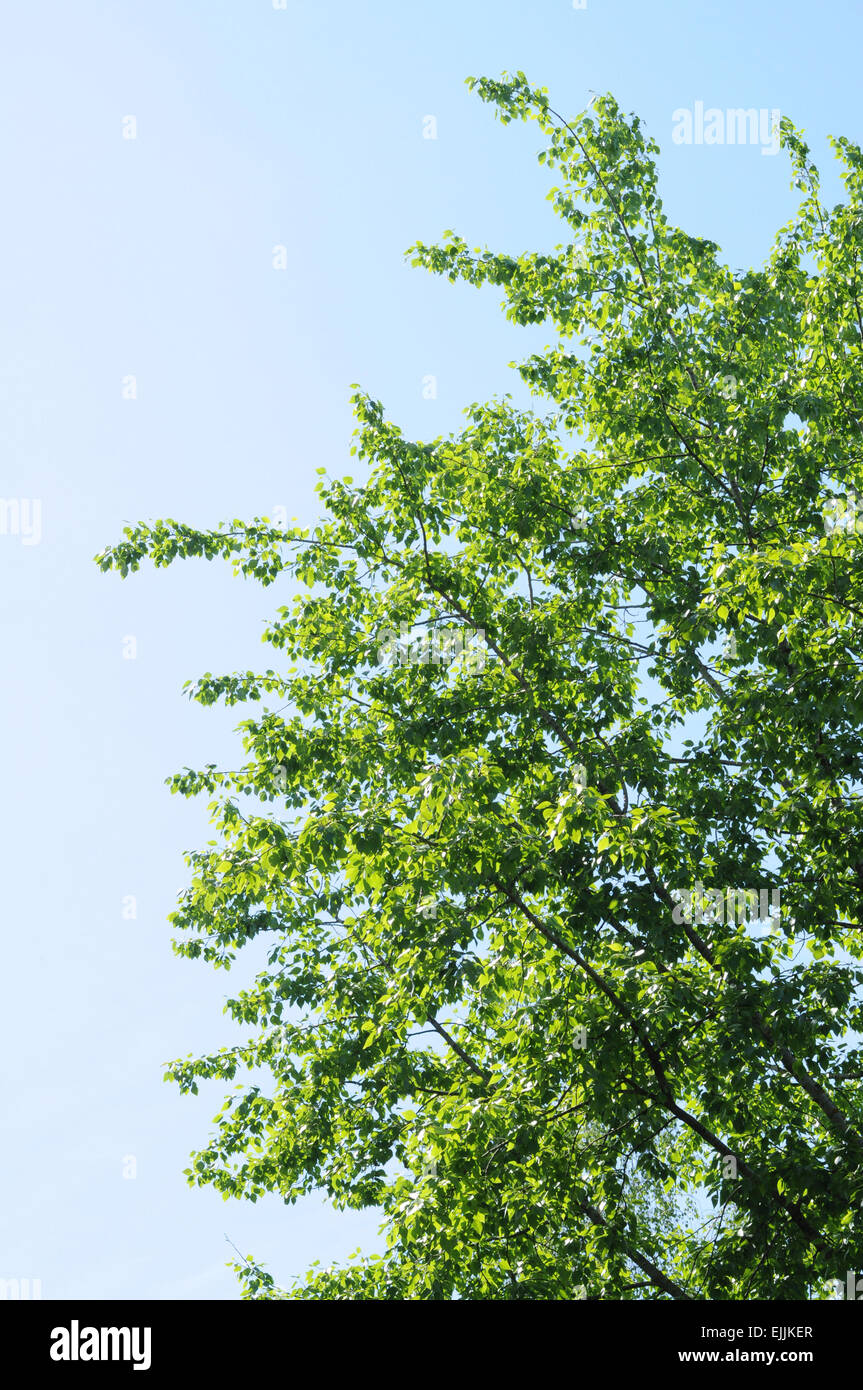 Blue poplar hi-res stock photography and images - Alamy