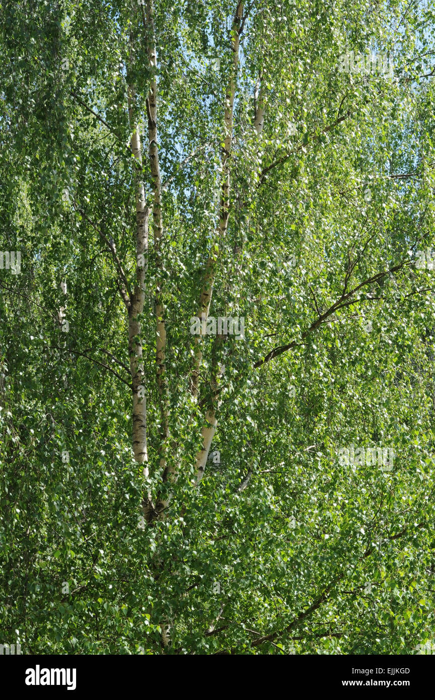 Branches of birch trees growing close together Stock Photo - Alamy