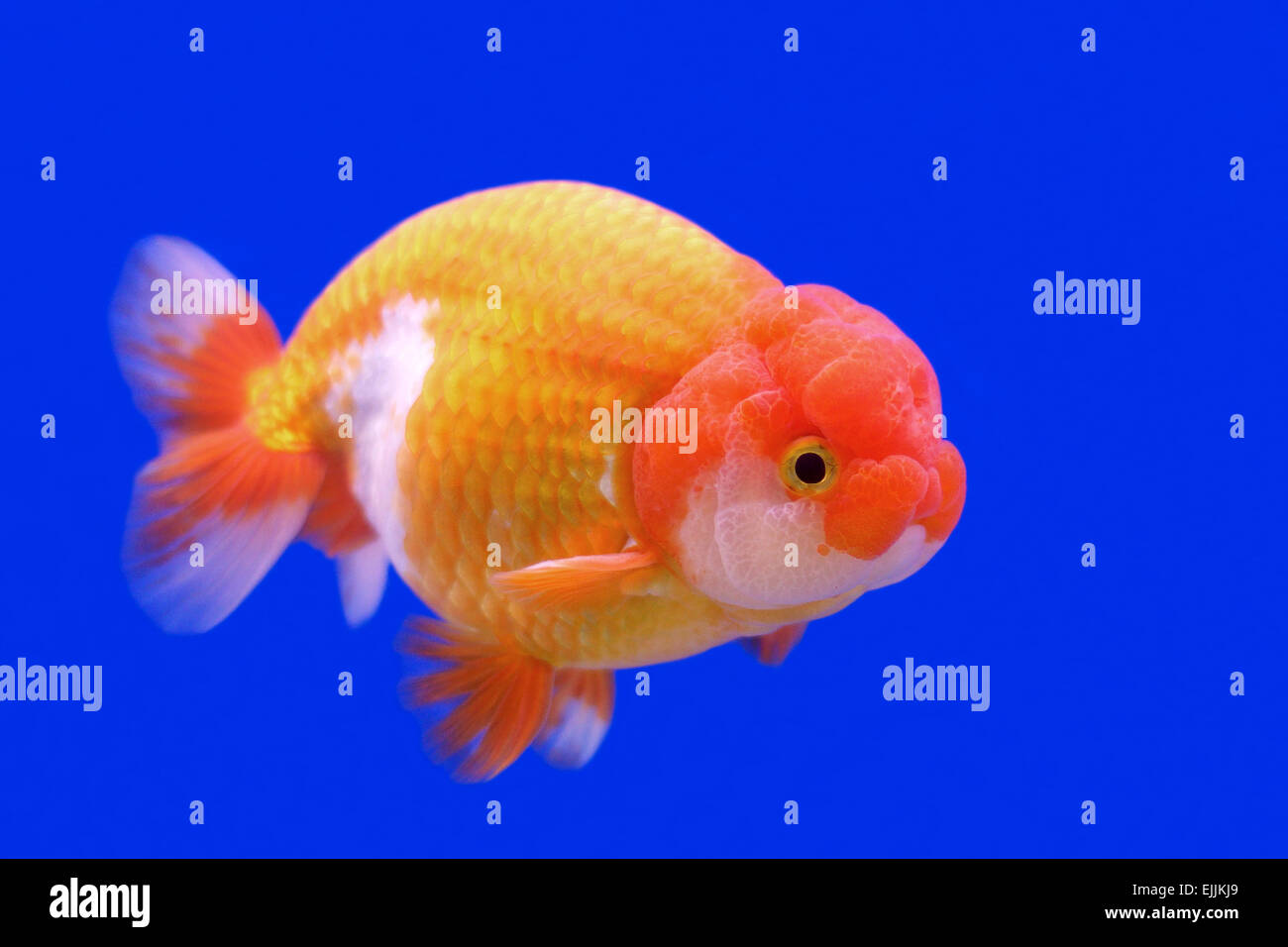 Ranchu goldfish hi-res stock photography and images - Alamy