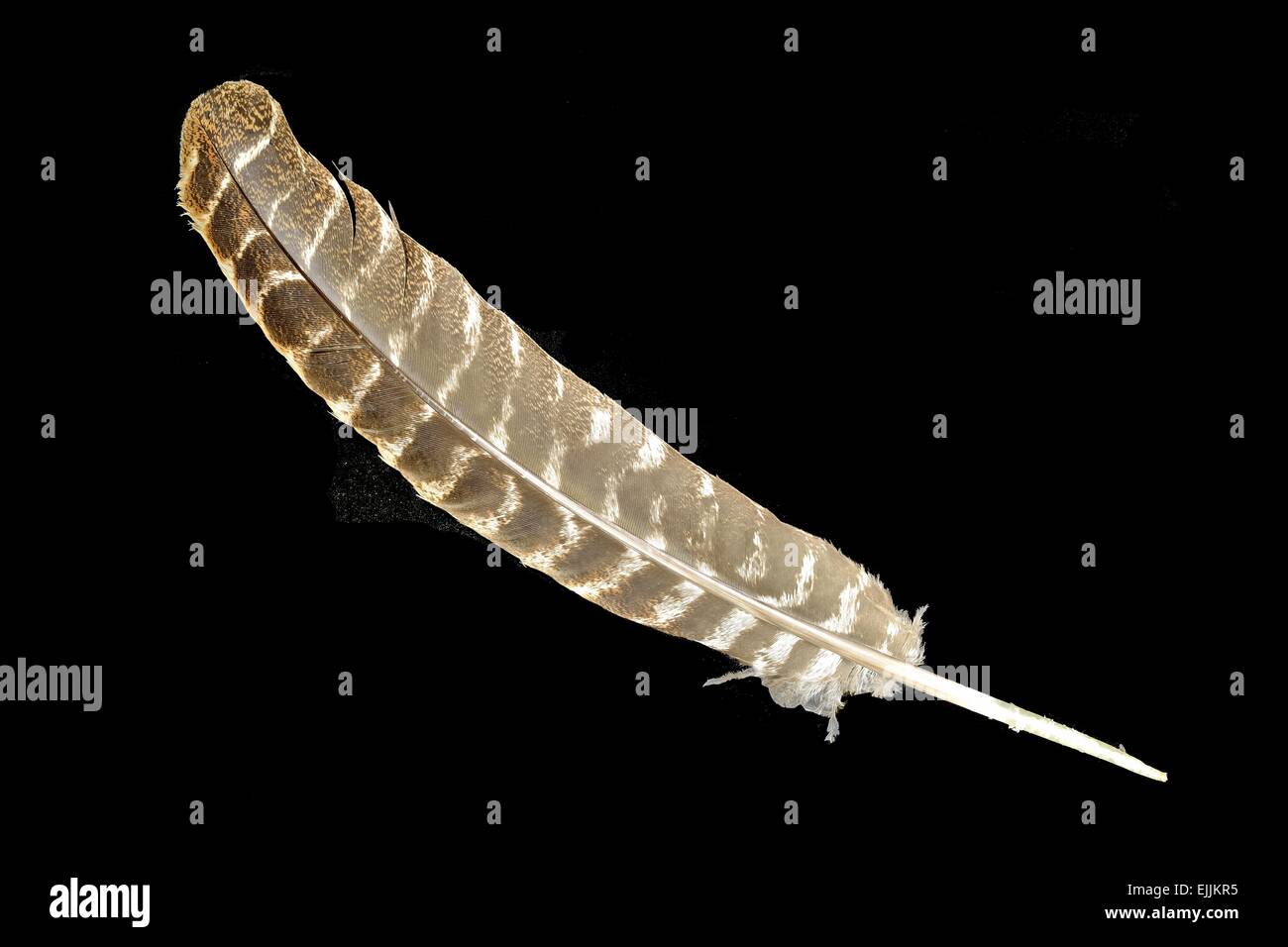 Single turkey feather on a black background Stock Photo - Alamy