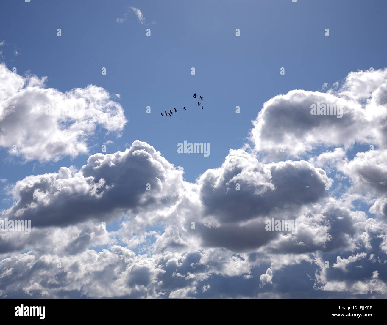 Birds flying sky high birds hi-res stock photography and images - Alamy