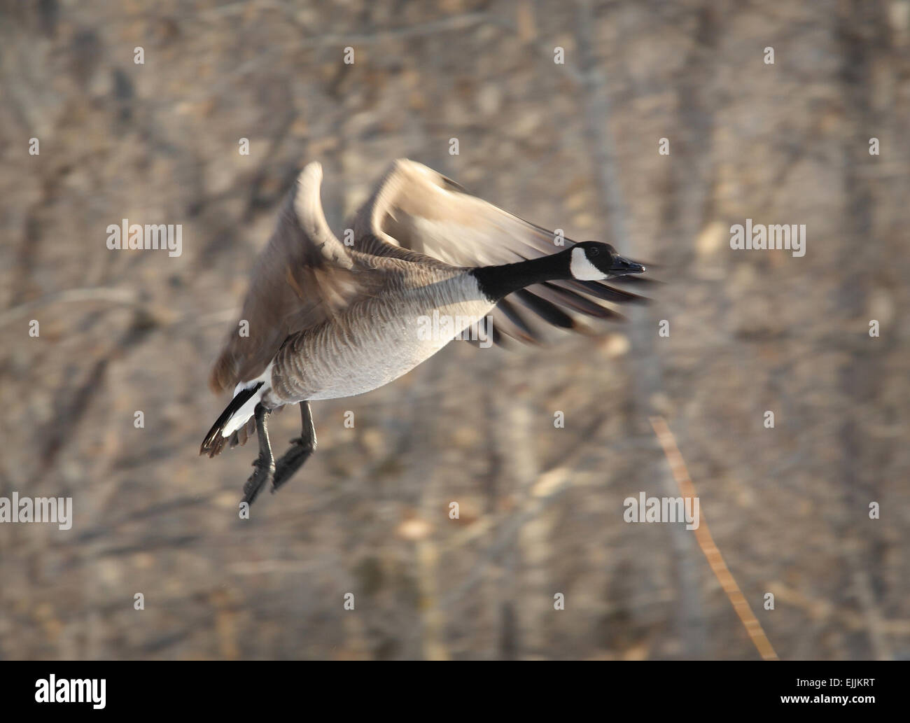 Canada goose flying in hi-res stock photography and images - Alamy