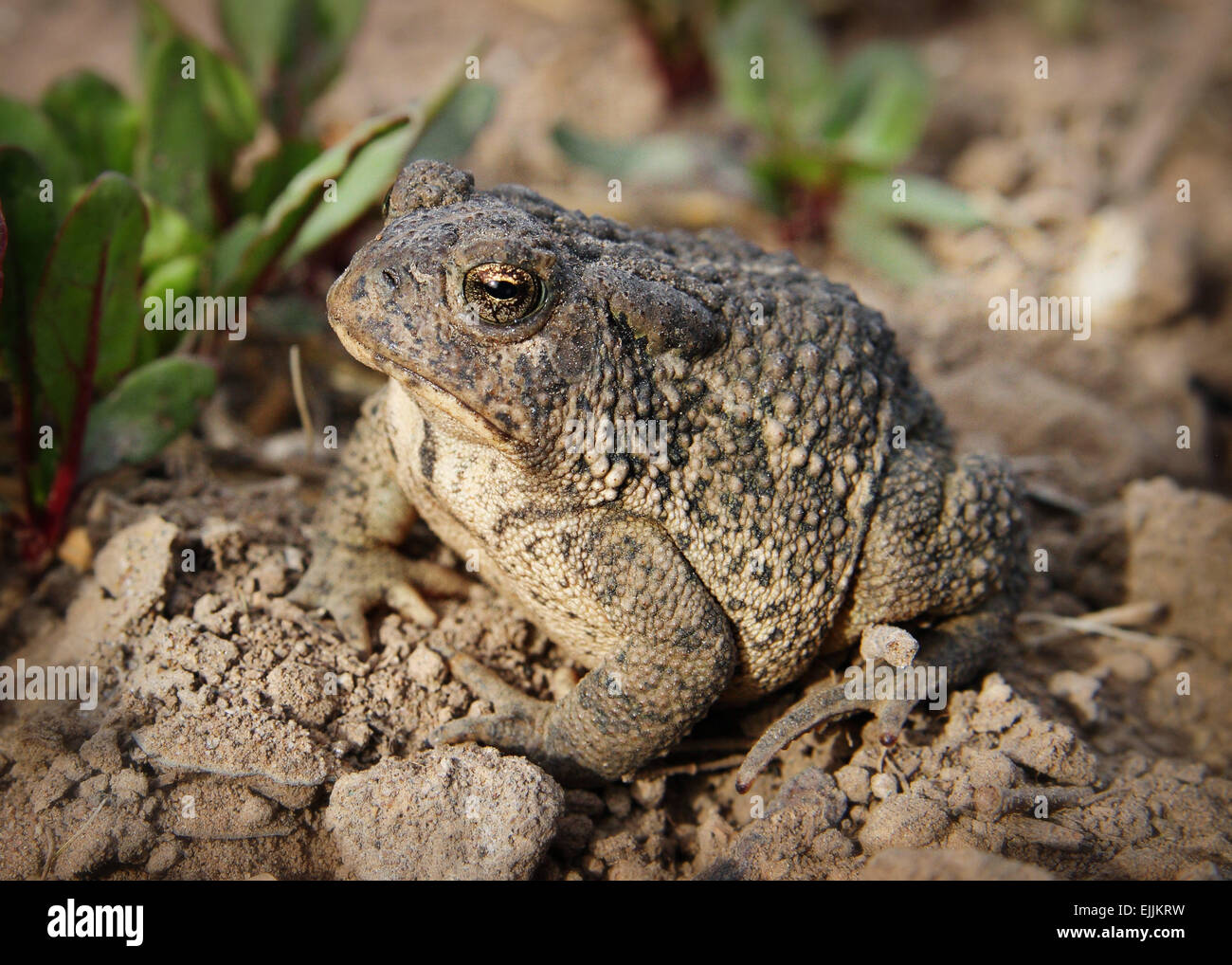 common toad sitting in garden Stock Photo - Alamy