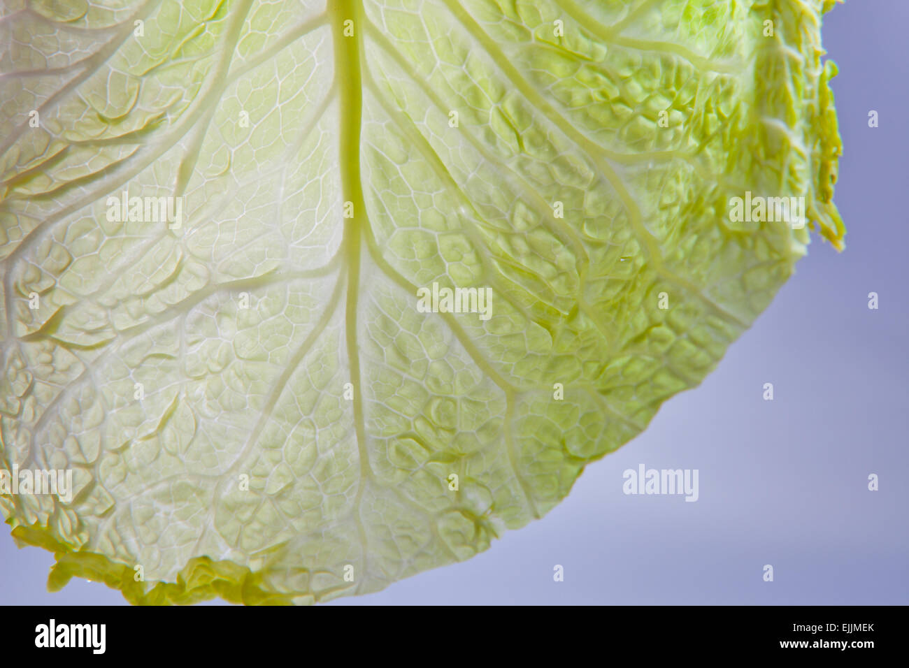 Cabbage isolated leaf shot against the light Stock Photo - Alamy