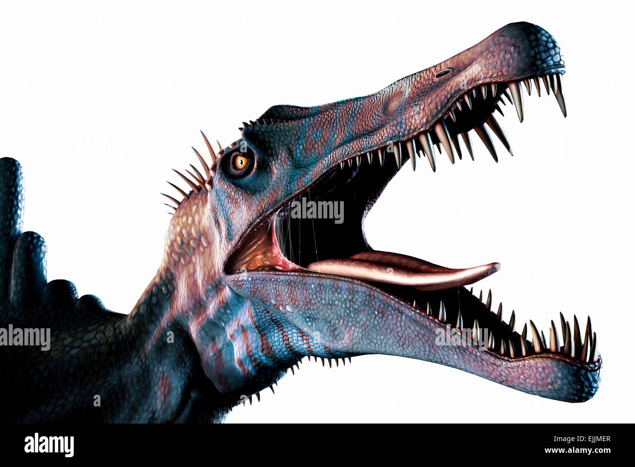 Spinosaurus (meaning 'spine lizard') was arguably the largest known ...