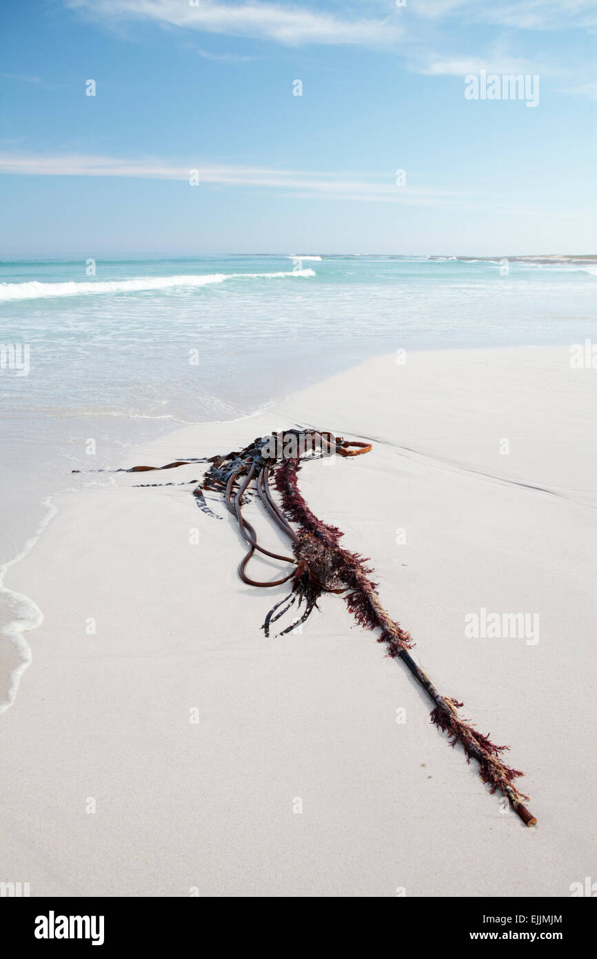 Kelp (Ecklonia maxima) on the beach Stock Photo - Alamy