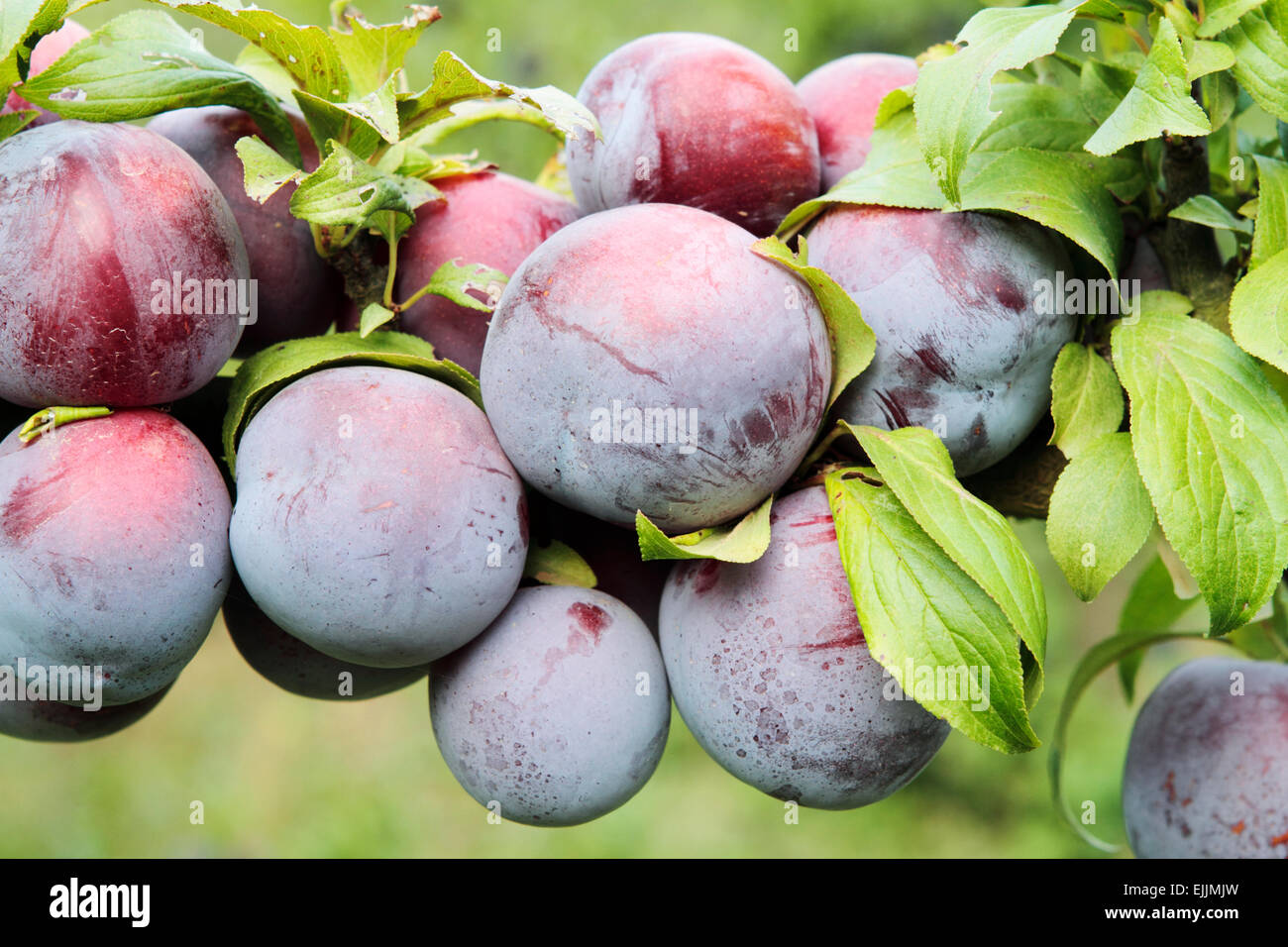 Plums growing on a tree Stock Photo - Alamy
