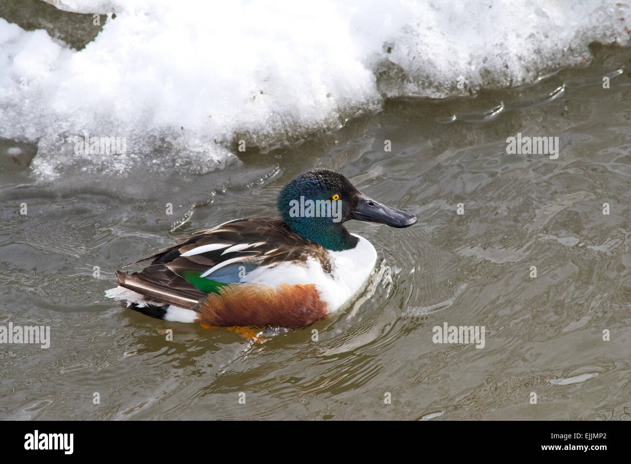 Male northern shoveler duck hi-res stock photography and images - Alamy