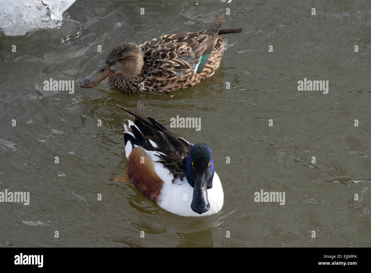 A pair of Northern Shoveler Ducks Stock Photo - Alamy