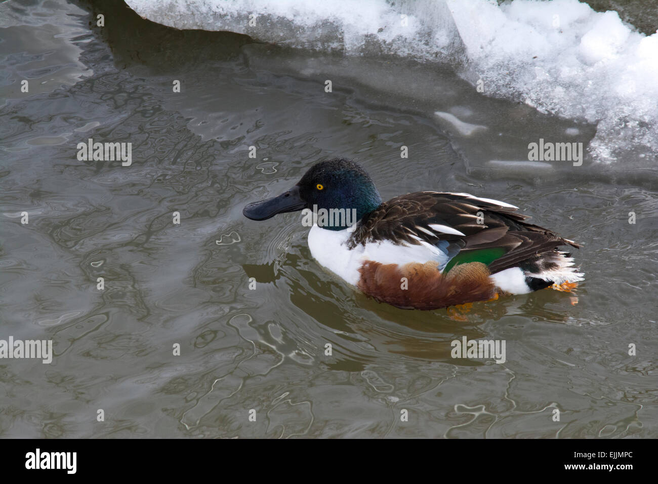 Male northern shoveler duck hi-res stock photography and images - Alamy