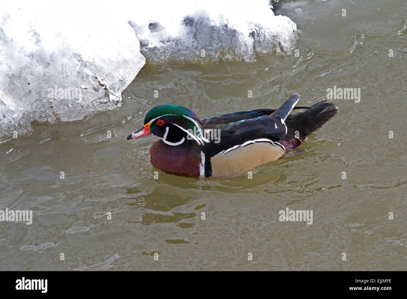 A male Wood Duck in early spring Stock Photo - Alamy