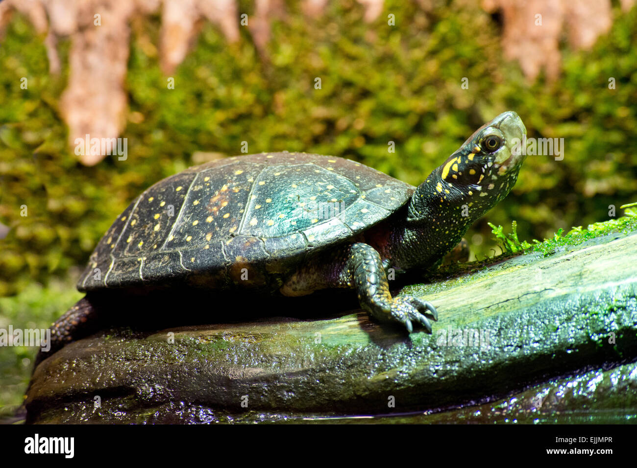 Spotted turtle hi-res stock photography and images - Alamy