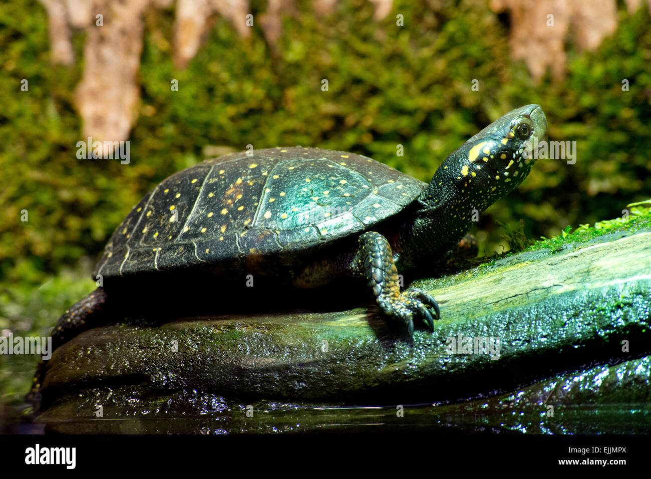 Spotted turtle hi-res stock photography and images - Alamy