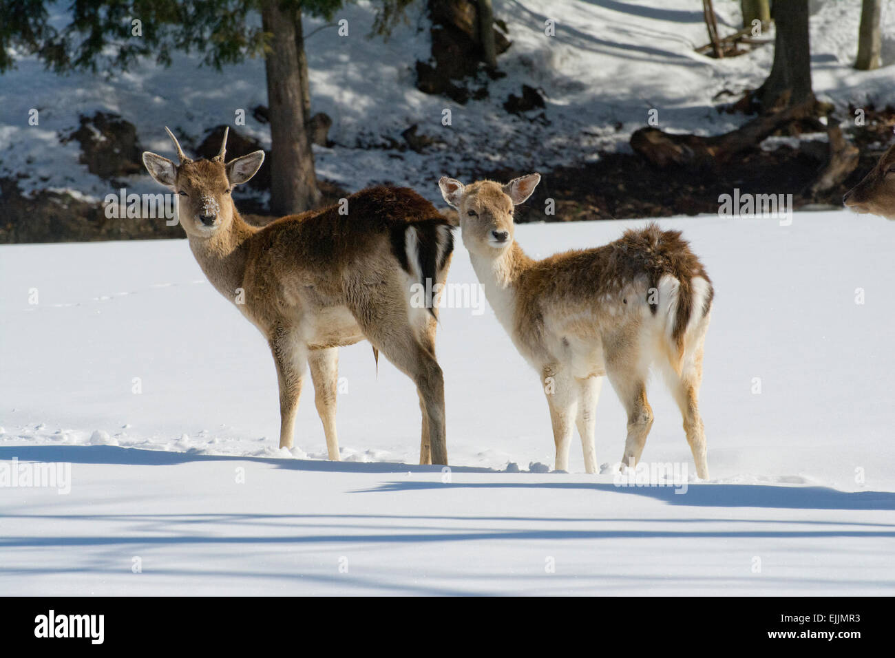 Deer looking back park hi-res stock photography and images - Alamy
