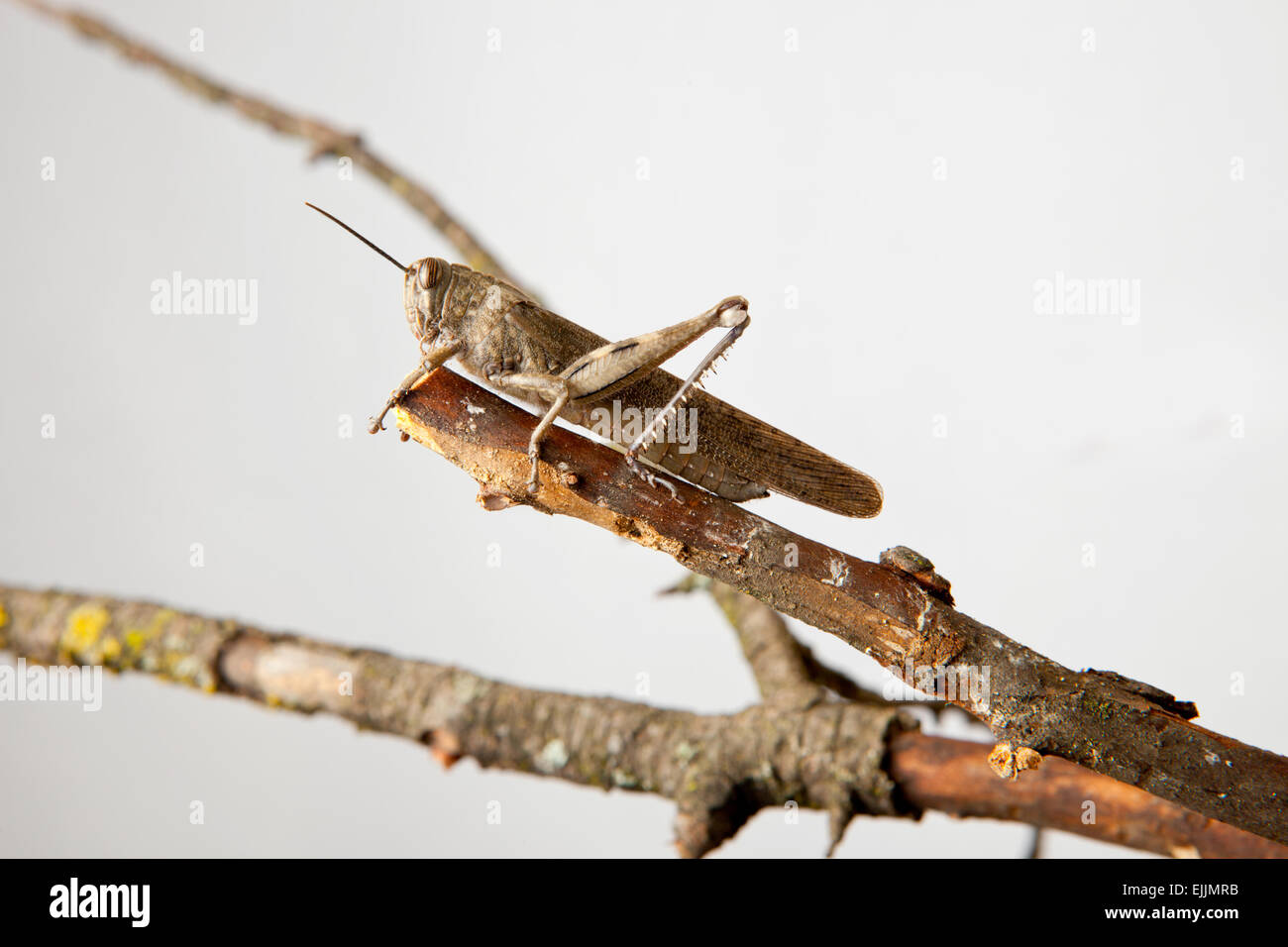 Brown grasshopper in tree branch, isolated over white background Stock ...